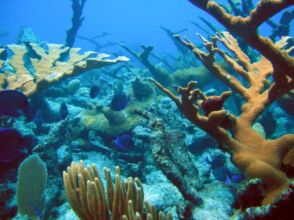A Healthy Coral Reef Is a Symphony – Reasons to be Cheerful Magazine ...